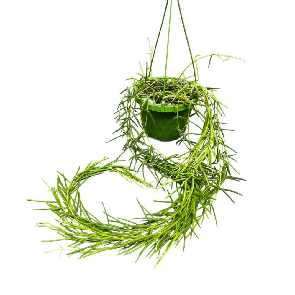 Hoya linearis (virágzó méret) - inplanted.hu