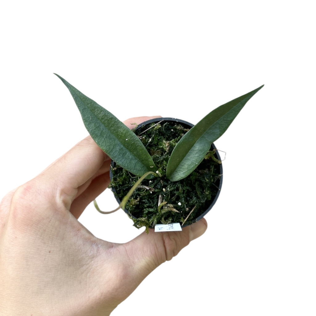 Hoya paradisea (Inplanted) - inplanted.hu