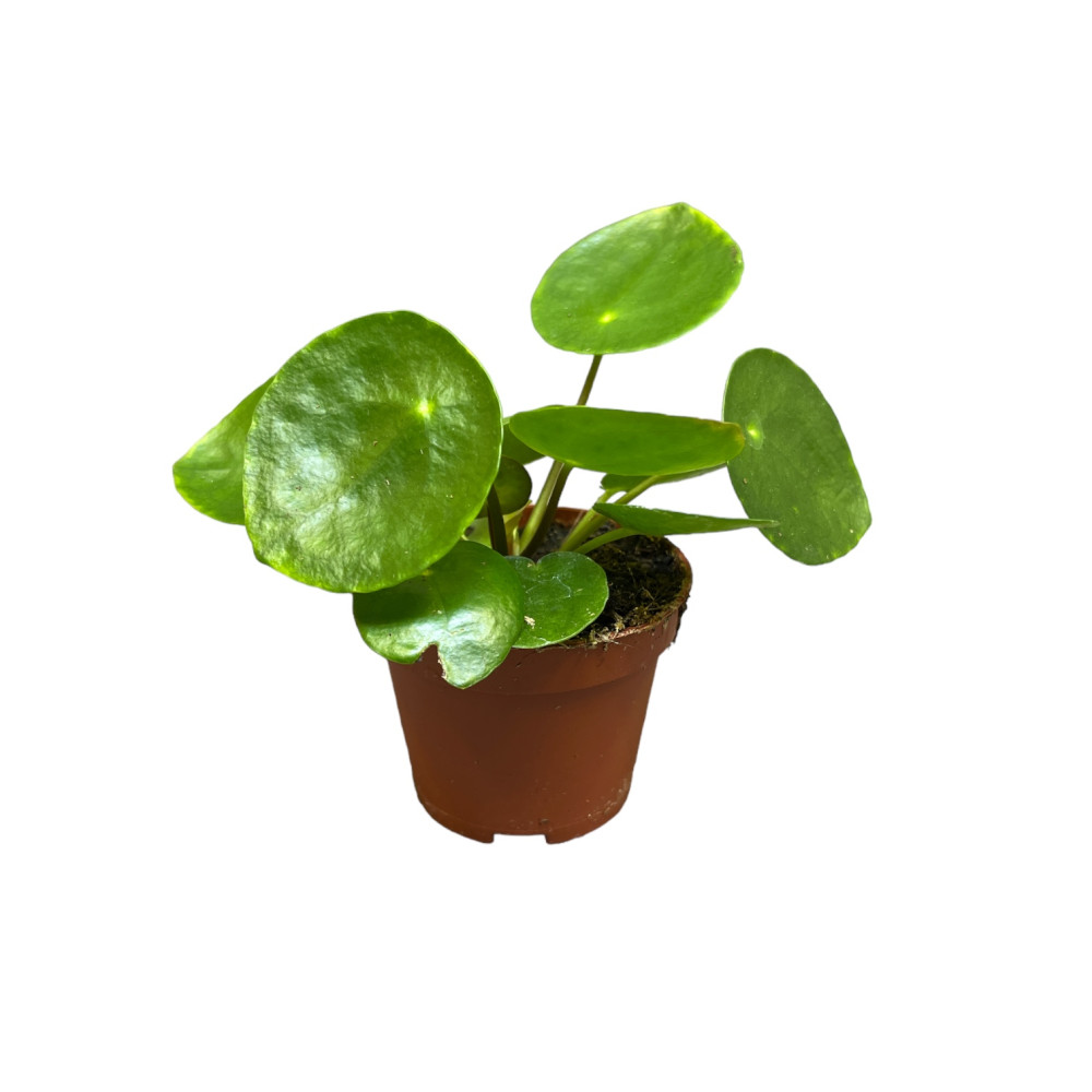 Pilea peperomioides mini - inplanted.hu